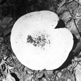 Daniel Ridge Loop, North Carolina - 1,963 Reviews, Map | AllTrails