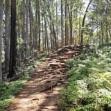 Waimano Falls Trail, Oahu, Hawaii - 5,033 Reviews, Map | AllTrails