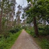 Old Pale Hill and Delamere Forest, Cheshire, England - 1,041 Reviews ...