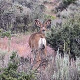 Pilot Butte, Oregon - 2,191 Reviews, Map | AllTrails