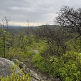 Reeves Brook Loop Trail, New York - 4,721 Reviews, Map | AllTrails