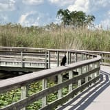 Anhinga Trail, Florida - 1,854 Reviews, Map | AllTrails