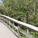 Anhinga Trail, Florida - 1,854 Reviews, Map | AllTrails
