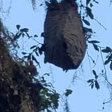 Daubenmire Trail, Florida - 693 Reviews, Map | AllTrails