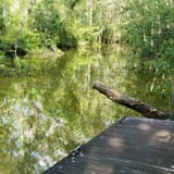 Daubenmire Trail, Florida - 670 Reviews, Map | AllTrails