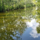 Daubenmire Trail, Florida - 693 Reviews, Map | AllTrails