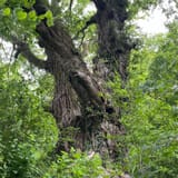 Wendover Woods Circular, Buckinghamshire, England - 170 Reviews, Map ...