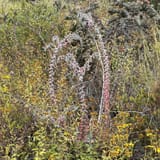 Rice Canyon Trail, California - 985 Reviews, Map | AllTrails