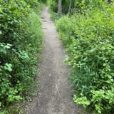 Tubbs Hill, Idaho - 4,267 Reviews, Map | AllTrails
