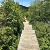 Sam Knob Trail, North Carolina - 1,477 Reviews, Map | AllTrails
