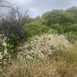 Inspiration Point Loop, California - 4,906 Reviews, Map | AllTrails