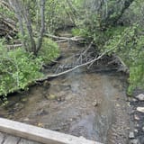 Triple Tree Trail, Montana - 1,361 Reviews, Map | AllTrails