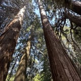 Oak Glen Preserve Trails, California - 792 Reviews, Map | AllTrails