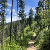 Triple Tree Trail, Montana - 1,361 Reviews, Map | AllTrails