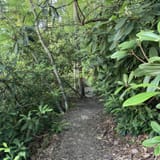 Ferncliff Trail, Pennsylvania - 1,506 Reviews, Map | AllTrails