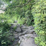 Ferncliff Trail, Pennsylvania - 1,503 Reviews, Map | AllTrails