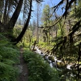 Oneonta Trail, Oregon - 724 Reviews, Map | AllTrails