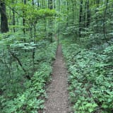 Appalachian Trail: Dicks Creek Gap to Bly Gap Camp, Georgia - 374 ...