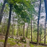 Pine Swamp Loop, New York - 1,220 Reviews, Map | AllTrails