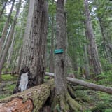 Mount Rose Trail, Washington - 1,307 Reviews, Map | AllTrails