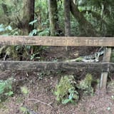 Cathedral Tree Trail, Oregon - 994 Reviews, Map | AllTrails
