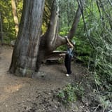 Toketee Falls, Oregon - 2,224 Reviews, Map | AllTrails