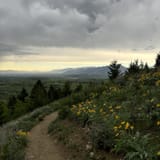 Triple Tree Trail, Montana - 1,361 Reviews, Map | AllTrails