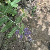 Keystone Ancient Forest Falls Trail, Oklahoma - 800 Reviews, Map ...