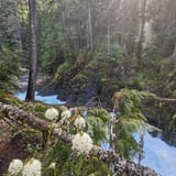 Silver Falls Loop, Washington - 2,921 Reviews, Map | AllTrails