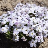 Weaver Lake Trail, California - 1,061 Reviews, Map | AllTrails