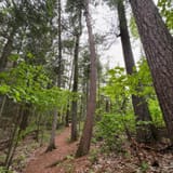 Lost '40' Trail, Minnesota - 182 Reviews, Map | AllTrails