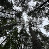 Lost '40' Trail, Minnesota - 182 Reviews, Map | AllTrails