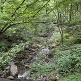 Rose River Trail, Virginia - 4,926 Reviews, Map | AllTrails