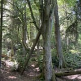 Point Defiance Park Outer Loop, Washington - 4,108 Reviews, Map | AllTrails