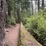Dipsea Trail, California - 1,542 Reviews, Map | AllTrails