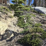 Ralston Peak, California - 1,603 Reviews, Map | AllTrails