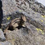 Ralston Peak, California - 1,603 Reviews, Map | AllTrails