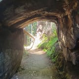 Tall Trees Grove Loop Trail, California - 2,331 Reviews, Map | AllTrails