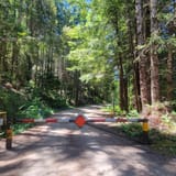 Tall Trees Grove Loop Trail, California - 2,332 Reviews, Map | AllTrails