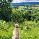 Gomshall Mill and Netley Park Circular, Surrey, England - 219 Reviews ...