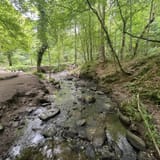 Wepre Park Circular, Flintshire, Wales - 466 Reviews, Map | AllTrails