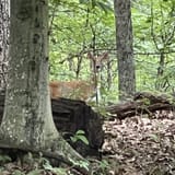 Saunders Springs Nature Preserve Loop, Kentucky - 400 Reviews, Map ...
