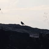 Hawksbill Loop Trail, Virginia - 4,609 Reviews, Map | AllTrails