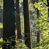 Forest Park Ridge Trail, Oregon - 1,320 Reviews, Map | AllTrails