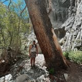Fletcher Canyon Trail, Nevada - 2,804 Reviews, Map | AllTrails