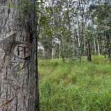 Pages Pinnacle , Queensland, Australia - 1,578 Reviews, Map | AllTrails