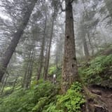 Mount Roberts Trail, Alaska - 456 Reviews, Map | AllTrails