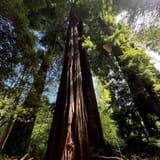 Tall Trees Grove Loop Trail, California - 2,374 Reviews, Map | AllTrails