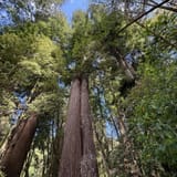 Tall Trees Grove Loop Trail, California - 2,374 Reviews, Map | AllTrails