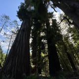 Tall Trees Grove Loop Trail, California - 2,390 Reviews, Map | AllTrails